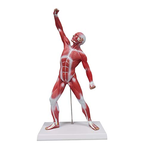 Buy Ultrassist Human Anatomy Muscle Model, 20” Miniature Muscular ...