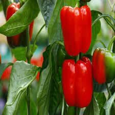 Red capsicum live plant, live plant red capsicum (pack of 1) : Amazon ...