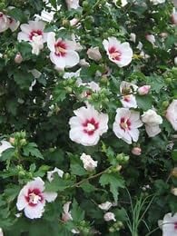 Amazon.com : Rose of Sharon Trees, 18 to 24 Inches Tall, 2 Pack, White ...