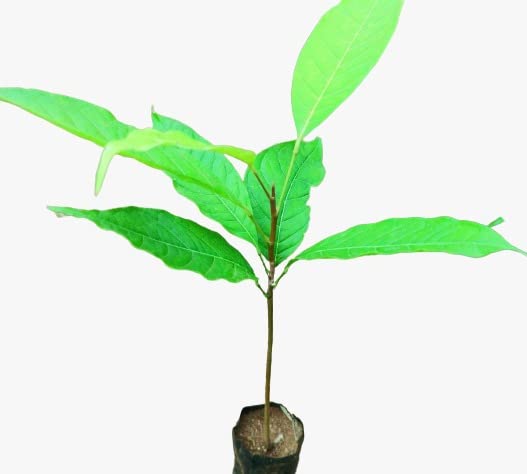 Mahogany Plant, Swietenia Macrophylla Sapling : Amazon.in: Garden ...