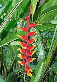 Amazon.com : MITRAEE 100pcs Heliconia Rostrata Plant Seeds : Patio ...