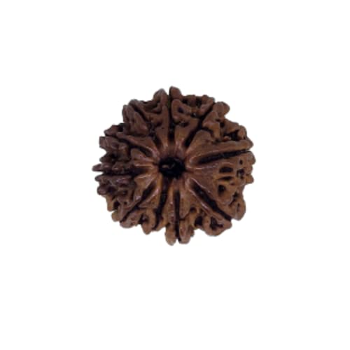 Buy PUSHKARA Natural 10 MUKHI RUDRAKSHA Certified - Nepal | Brown ...