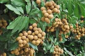 Dragon eye fruit plant (Pack of 2) : Amazon.in: Garden & Outdoors