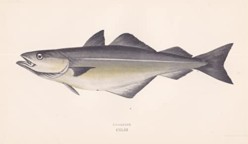 Coalfish – Die 15 besten Produkte im Vergleich - Die besten Angel Tipps ...