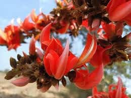 ND PLANT BAZAR Red palash flower plant : Amazon.in: Garden & Outdoors