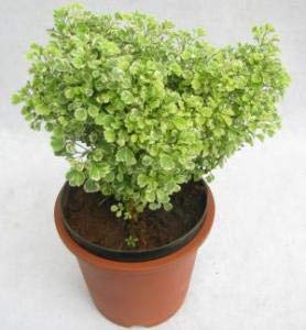 Plants Point Dwarf Rare Live Plant ' Ball Aralia, Aralia Bush ' Green ...
