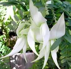 NANDINI GARDEN- HUMMINGBIRD TREE LIVE PLANT – SESBANIA GRANDIFLORA ...