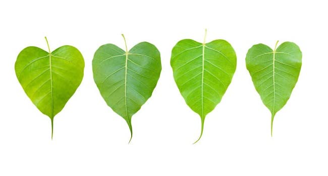 Vindhya Peepal Leaves/Peepal Tree Leaves/Fresh Pepal Ke Patte/Herbal ...