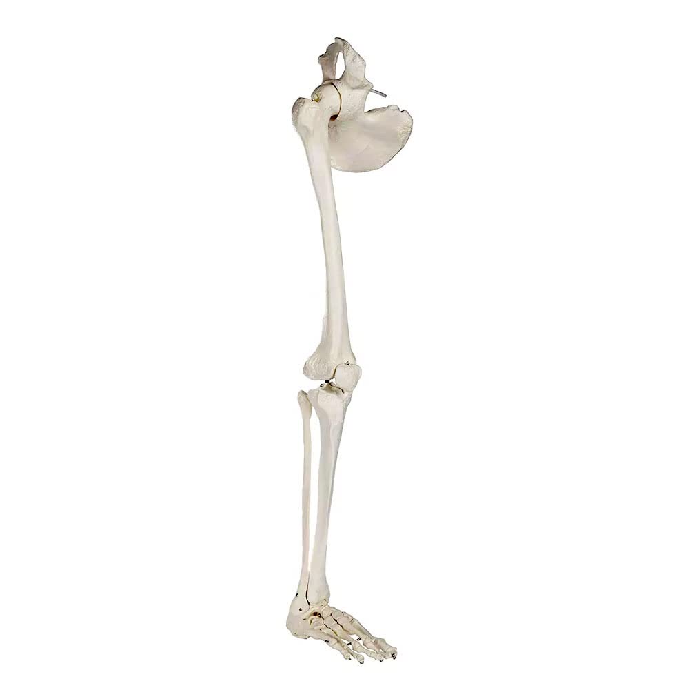 Buy Life Size Human Leg Skeleton Bundle, Lower Limb Skeleton Model ...