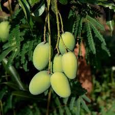 plantsship Banesha Banginapalli Mango Plant : Amazon.in: Garden & Outdoors