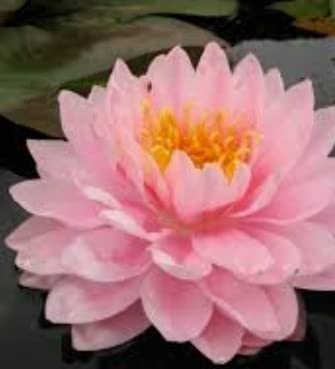 NATURE WORLD PREMIUM LOTUS PLANTS PACK OF 2 : Amazon.in: Garden & Outdoors