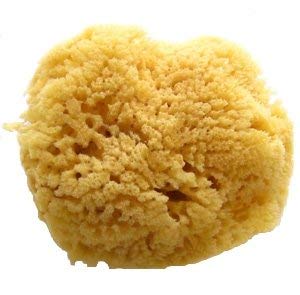 Amazon.com: Swissco, Sea Sponge Natural, 1 Count : Beauty & Personal Care