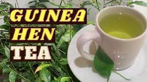 Té de hierba de gallina de Guinea, hojas y raíces de malezas de gallina ...