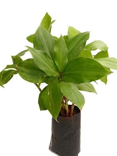 Cloud Farm Live Insulin Plant/Costus Igneus Plant For Diabetes ...