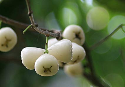 Arlo Rare Syzygium samarangense" White Wax Apple" - Dwarf Variety Rare ...