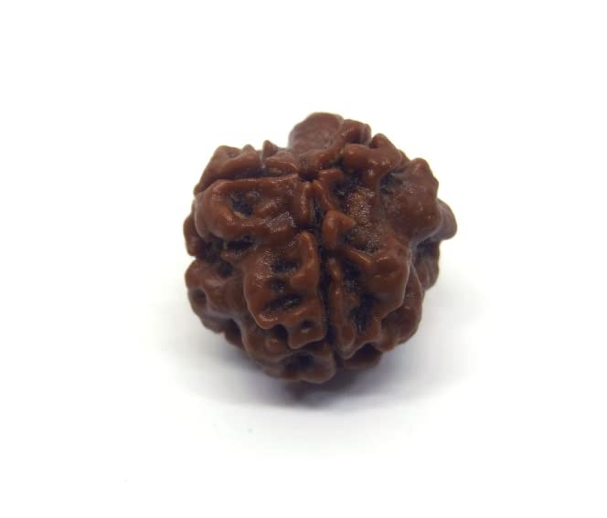 NEXG 3 Face Rudraksha Original Certified Trimukhi Rudraksha Natural ...