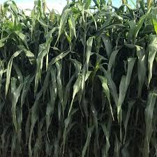 Hybrid sorghum sudan grass seeds,High germination (4000 seeds) : Amazon ...