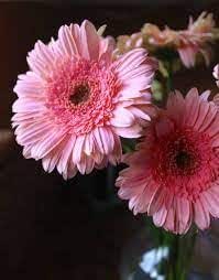 Gerbera seeds for planting - Pack of Seeds 30 : Amazon.in: Garden ...