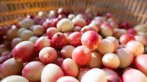 SelfLine | Karonda Carissa Carandas Cherry Cherries Fruit (Air layered ...