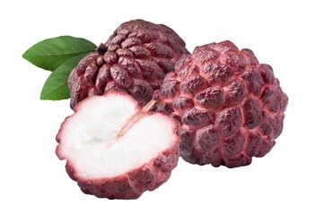Red Custard Apple Red Sitafal Fruit Live Plant Original Variety 1 Ft ...