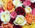 Amazon.com : Bulk Roses | Cream | 150 | 23 inches : Fresh Cut Format ...