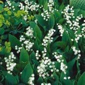 Amazon.com : 30 Lily of The Valley-pips,Plants : Office Products ...