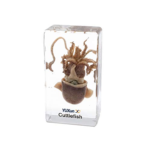 Squid Cuttlefish Specimen Paperweights Sea Animals Specimen - Want It All
