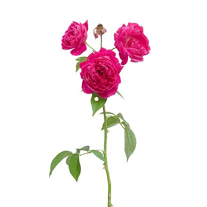 Damascus Rose - Scented Rose - Dark Pink Paneer Rose Plant with Pot ...
