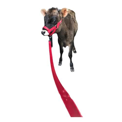Amazon.com: Padded Cattle Halters Matching Lead LEASH Bull Cow Yearling ...