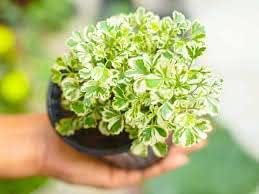 SVM SHOP Arelia Snow Ball, Aralia Variegated Plant, Decorative indoor ...