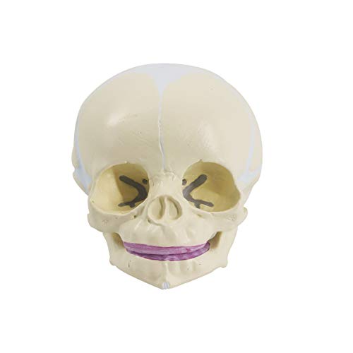 Buy Human Infant Skull Model, Life Sized Fetus Skull, Anatomy Baby ...