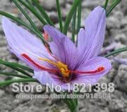 Amazon.com : 50pcs / bag ,Crocus sativus seeds , potted seed, flower ...