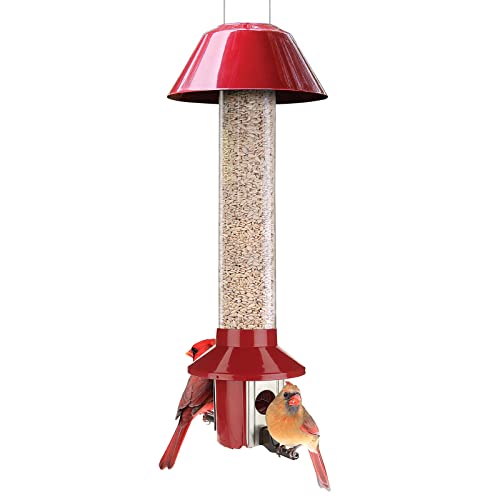 10 Best Rat-Proof Bird Feeders to Keep Your Feathered Friends Happy and ...