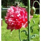 Amazon.com : Turkish Bombast Rose Somniferum Poppy 200 Seeds ...