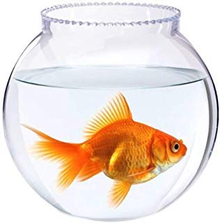 Buy ayeshaoverseas Glass Round Fish Bowl Online at Low Prices in India ...