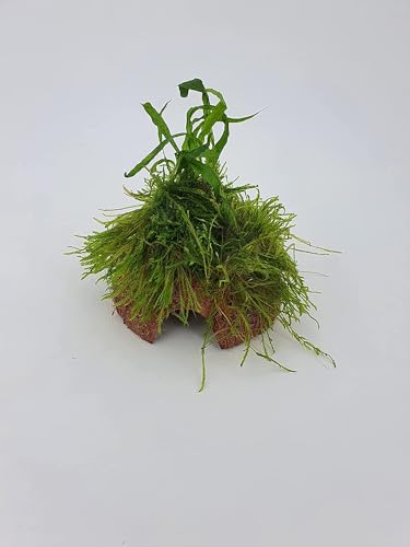 Moose fürs Aquarium – Die 15 besten Produkte im Vergleich | Aquaristik