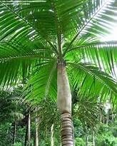 Amazon.com : Princess Palm Tree Seeds (20 Count) : Patio, Lawn & Garden