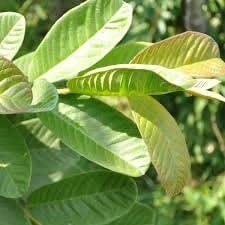 DADFirm Fresh Guava Leaves - Amrood ke Patte, Payara, Peroo, Pijuli ...