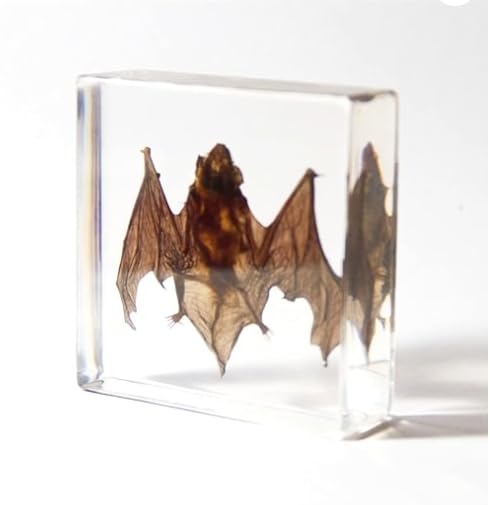 Amazon.com: Taxidermy Bat, Real Bat Specimens Animal Specimen in Resin ...