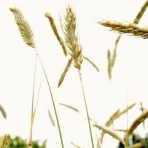 Amazon.com : Winter Rye Cover Crop Seeds (Untreated) 1 Lb : Patio, Lawn ...