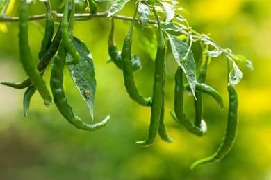 Green chilli Seeds For Your Garden -150+ Seeds : Amazon.in: Garden ...