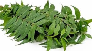 MITU 1 Healthy Plant Neem Pata Medicinal Plant Pack Off 1 Plant Neem ...