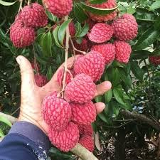 SOMNIA NURSERY Original Verity Of "Muzaffarpur Shahi"Sweet Litchi ...
