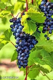 The Gifti® Hybrid Sweet Grape Plant Black Seedless Grape Angur Angoor ...