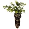 Amazon.com : Western Hemlock | Small Tree Seedling | The Jonsteen ...