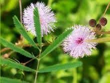 Buy HARI HERBAL Mimosa Pudica/Laajvanti/Lajwanti Whole Plant Extract ...