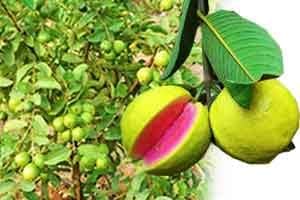 SANJU Live Taiwan Pink Guava Plant Rare Amrud plants Fruit Tree in poly ...