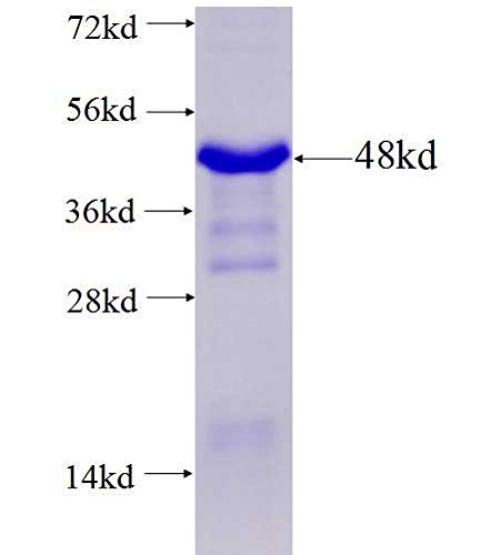Amazon.com: Human C7 Fusion Protein : Industrial & Scientific