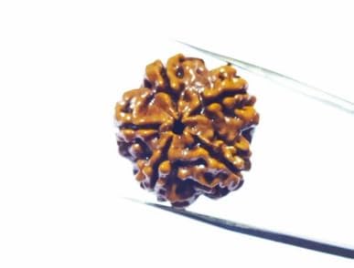 AtGems Five Mukhi Rudraksha Original Certified पंचमुखी रुद्राक्ष ...