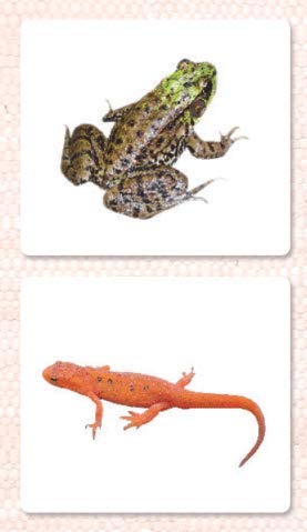 Amphibians Vocabulary Cards: Maitri Learning: 9781606291160: Amazon.com ...